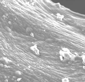 Mimicking Extracellular Matrix Structure